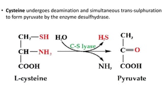 urea cycle.pptx