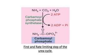 urea cycle.pptx