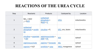 Urea cycle.pptx