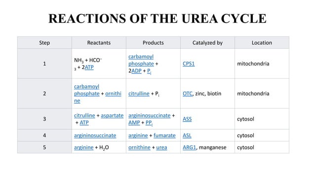 Urea cycle.pptx