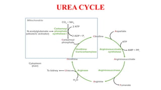 Urea cycle.pptx