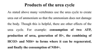 Urea cycle.pptx
