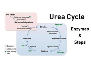 urea cycle.pptx
