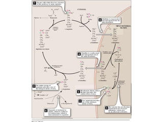 urea cycle.pptx