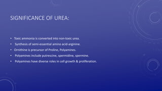 urea cycle.pptx | Chemistry | Science
