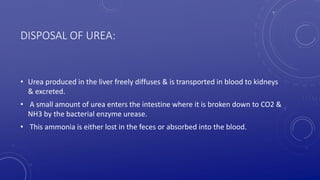 urea cycle.pptx | Chemistry | Science