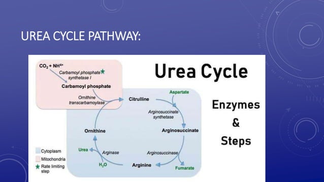 urea cycle.pptx | Chemistry | Science