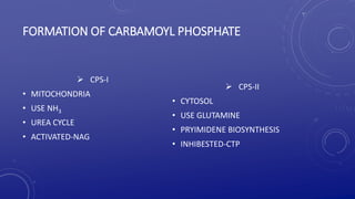 urea cycle.pptx | Chemistry | Science