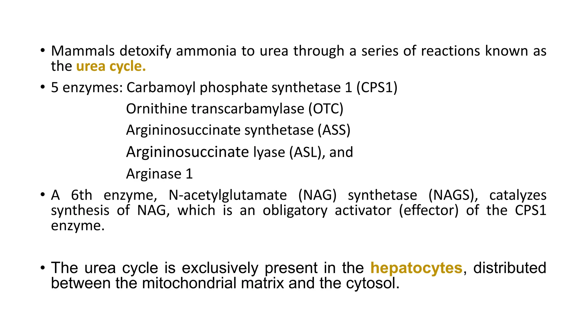 urea cycle.pptx