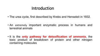 urea cycle.pptx