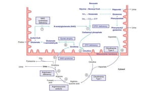 urea cycle.pptx