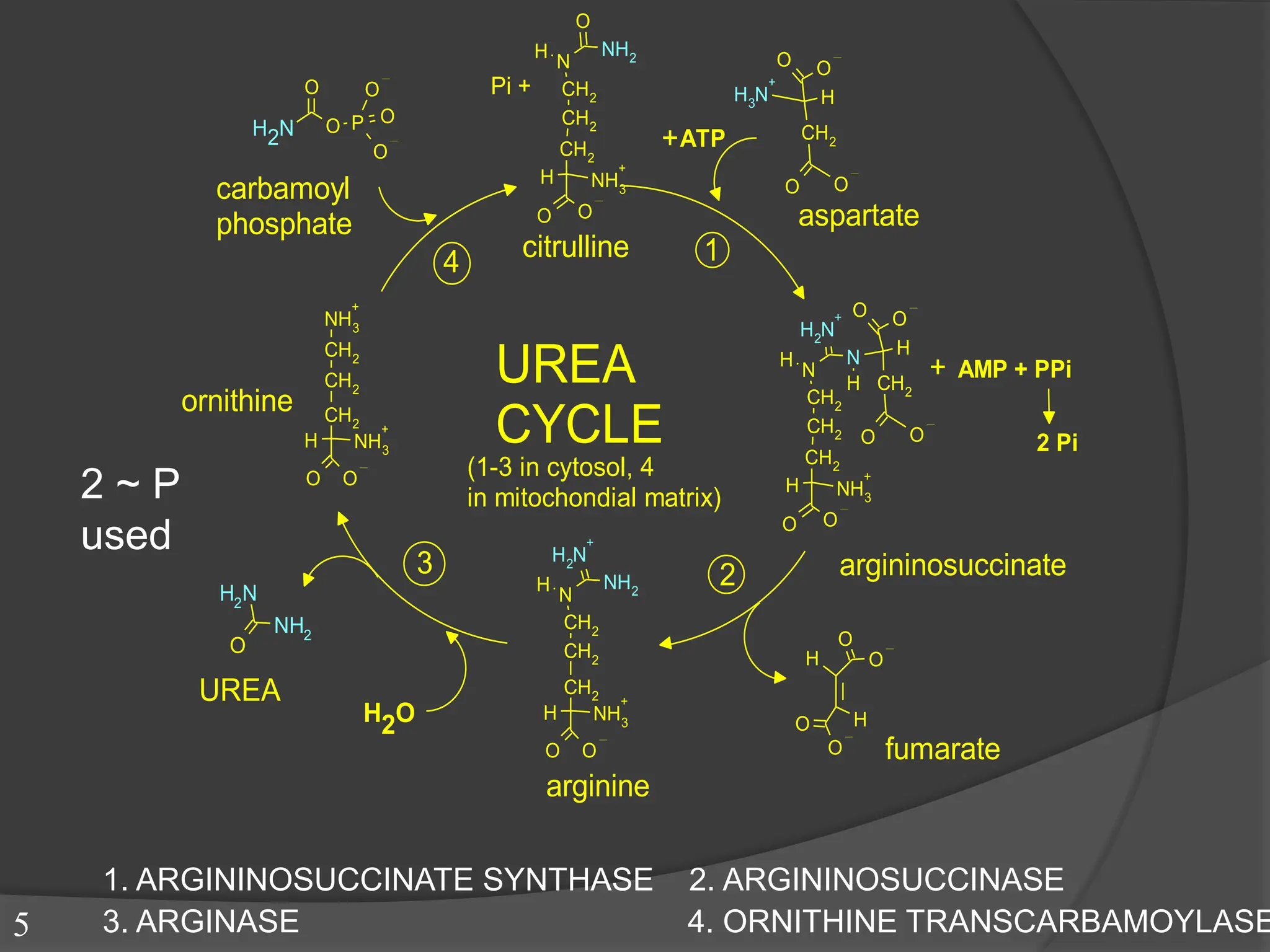 Urea cycle.ppt