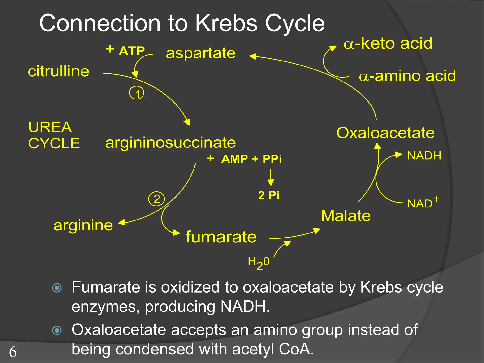 Urea cycle.ppt