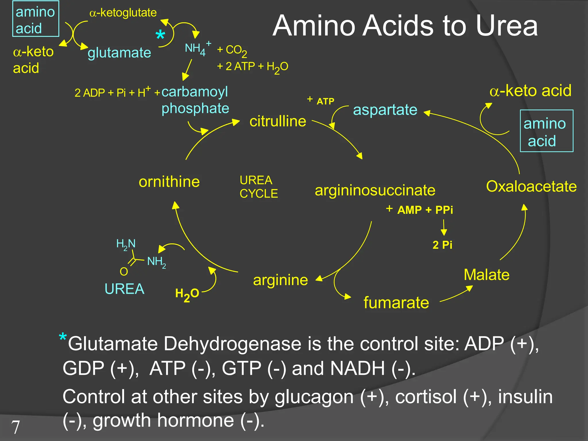 Urea cycle.ppt