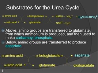 Urea cycle.ppt
