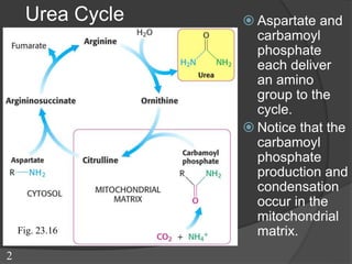 Urea cycle.ppt
