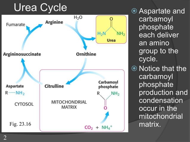 Urea cycle.ppt | Chemistry | Science