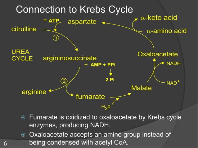 Urea cycle.ppt | Chemistry | Science