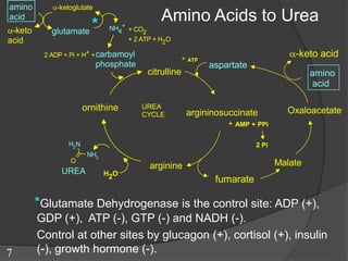 Urea cycle.ppt