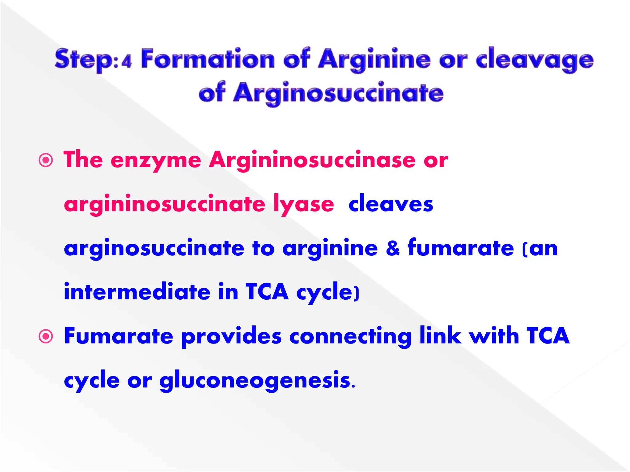 Urea Cycle | helpful notes in bsc 3rd semester | PDF