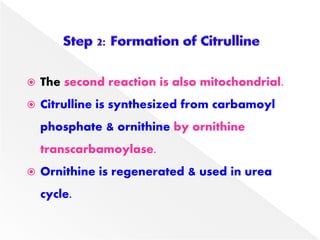 Urea Cycle | helpful notes in bsc 3rd semester | PDF