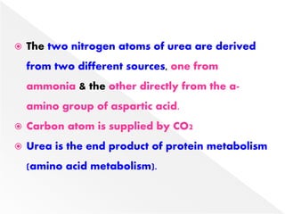 Urea Cycle | helpful notes in bsc 3rd semester | PDF