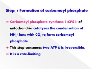 Urea Cycle | helpful notes in bsc 3rd semester | PDF