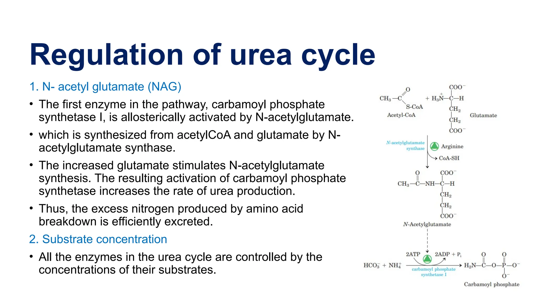 Urea Cycle in Fish PowerPoint .pptx | Chemistry | Science