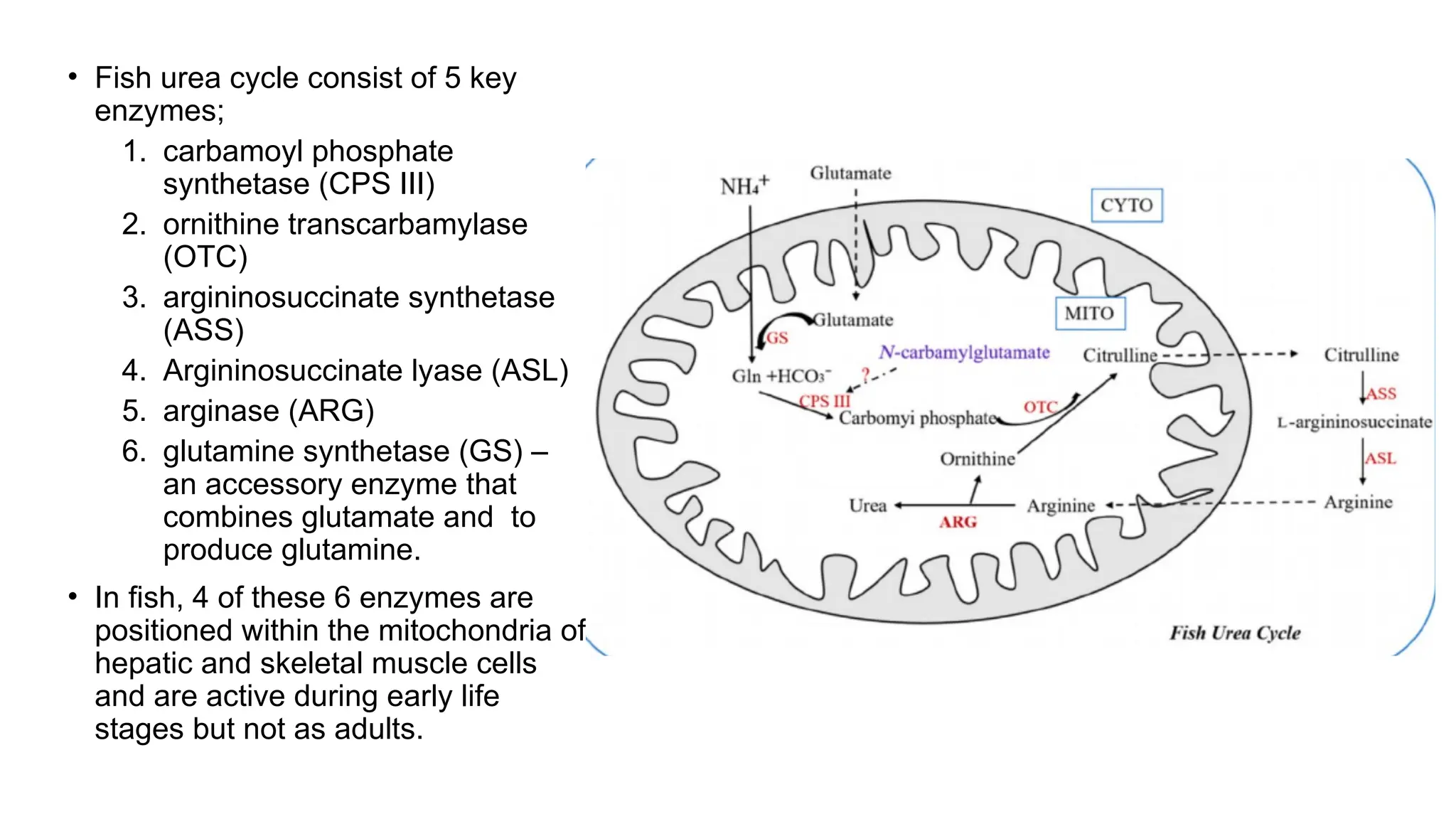 Urea Cycle in Fish PowerPoint .pptx | Chemistry | Science