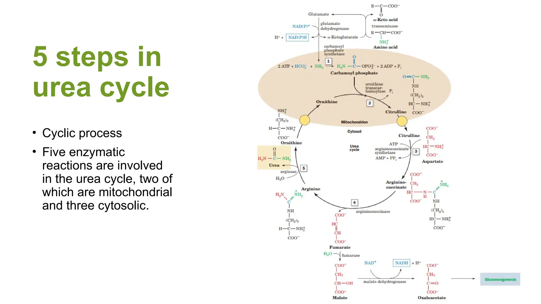 Urea Cycle in Fish PowerPoint .pptx | Chemistry | Science