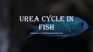 Urea Cycle in Fish PowerPoint .pptx | Chemistry | Science