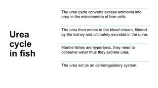 Urea Cycle in Fish PowerPoint .pptx