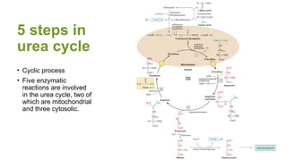 Urea Cycle in Fish PowerPoint .pptx | Chemistry | Science