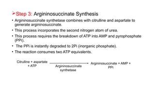 Urea Cycle in Fish PowerPoint .pptx | Chemistry | Science