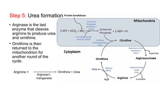 Urea Cycle in Fish PowerPoint .pptx | Chemistry | Science