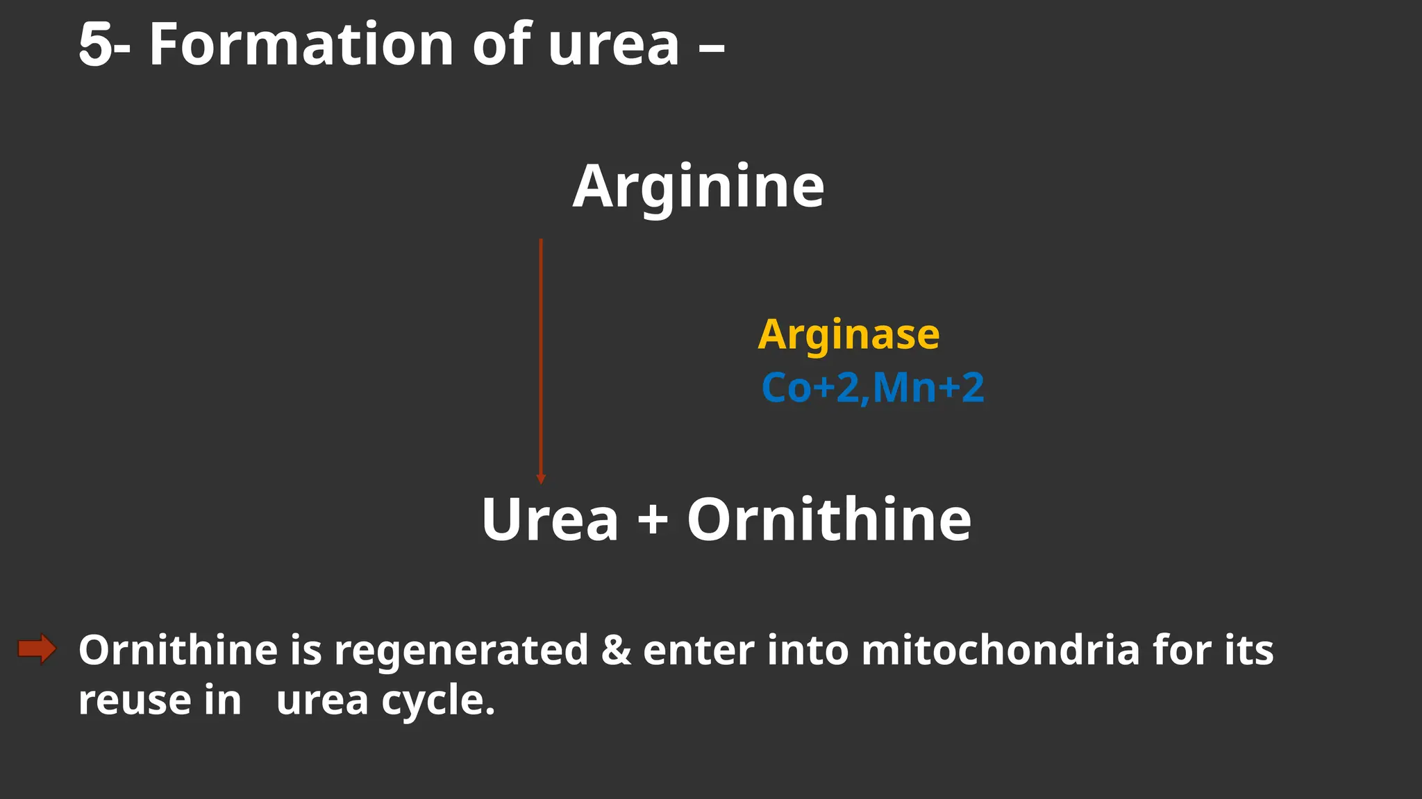 urea cycle .pptx