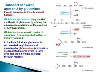 Urea cycle for Medical students Dr veerendra | PPTX