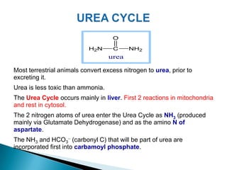 Urea cycle for Medical students Dr veerendra | PPTX