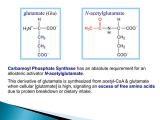 Urea cycle for Medical students Dr veerendra | PPTX