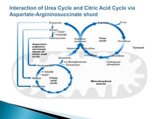 Urea cycle for Medical students Dr veerendra | PPTX