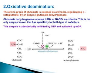 Urea cycle for Medical students Dr veerendra | PPTX