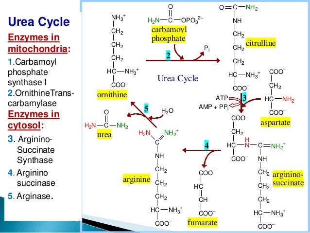 Urea cycle for Medical students Dr veerendra