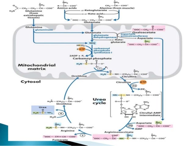 Urea Cycle Lehninger Effects Of Ammonia Starvation On Energy