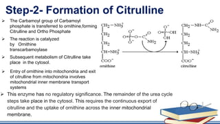 Urea cycle | PPTX