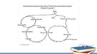 Urea cycle | PPTX