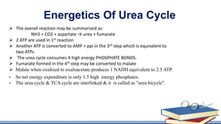 Urea cycle | PPTX