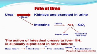 Urea cycle | PPTX