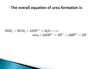 Urea cycle | PPT