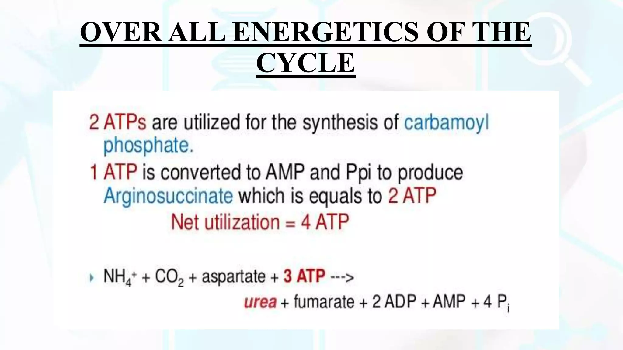 UREA CYCLE | PPTX