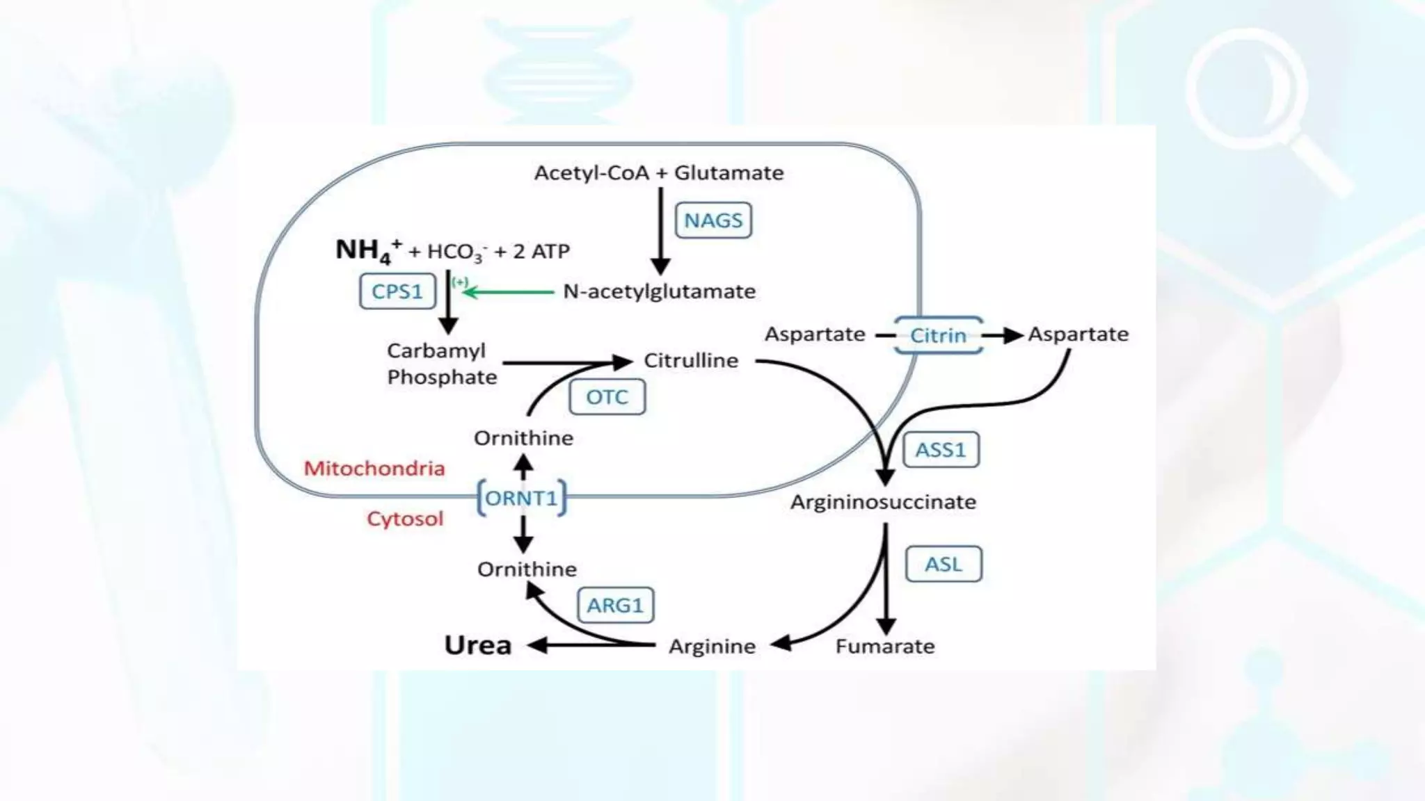 UREA CYCLE | PPTX